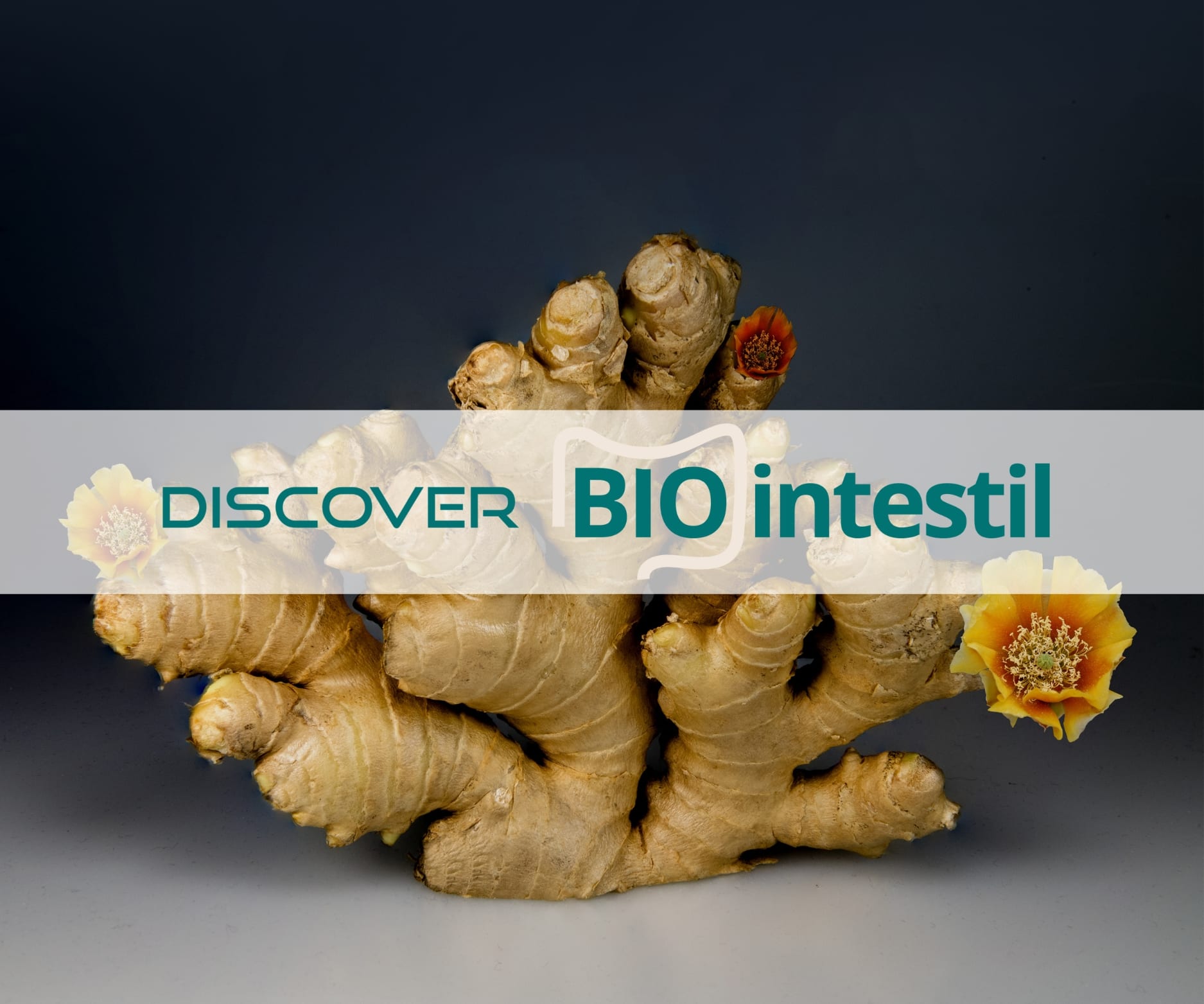 BIOintestil Presentation - TGD | Ricerca e Sviluppo di Integratori ...