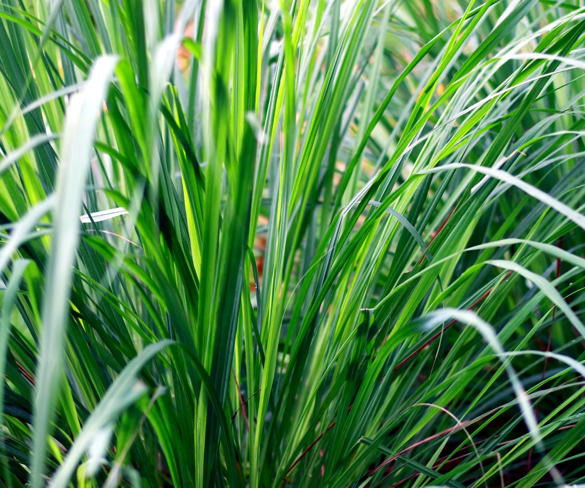 Palmarosa: il migliore olio essenziale alleato del tuo microbiota